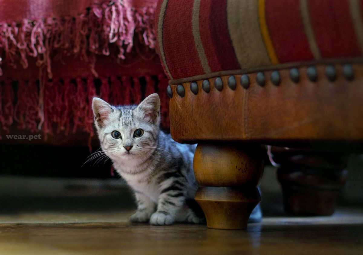 Unknown Cat – True_George