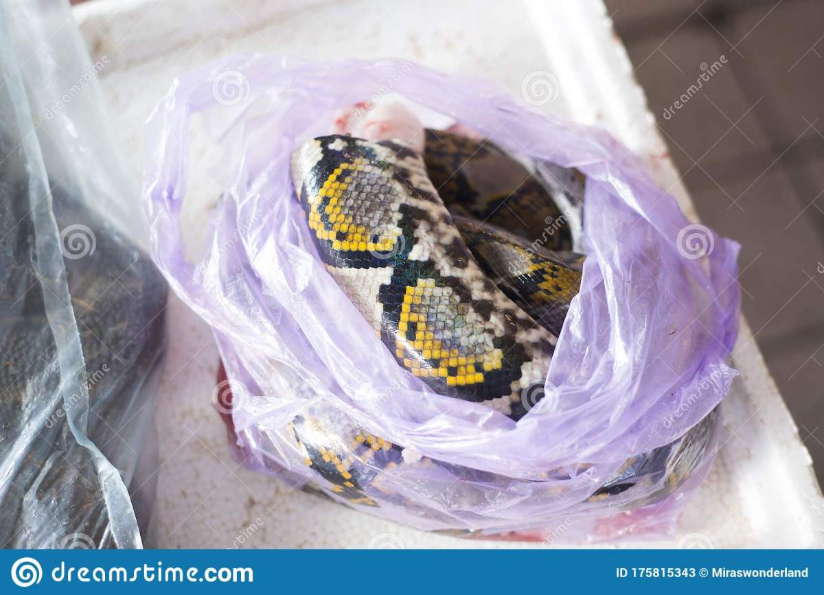 Bagging a Snake – True_George